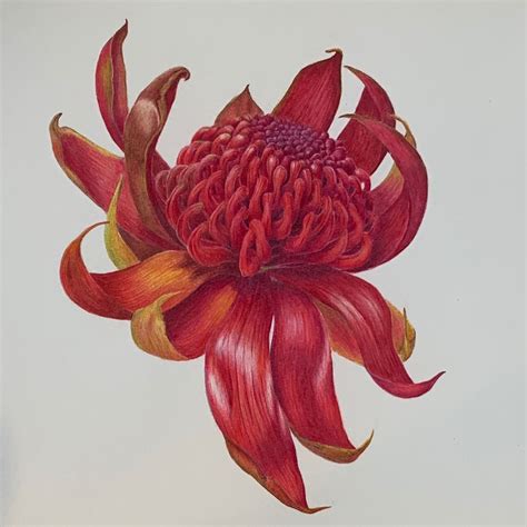 Melinda Edstein On Instagram “waratah Wip We Have Stunning Native