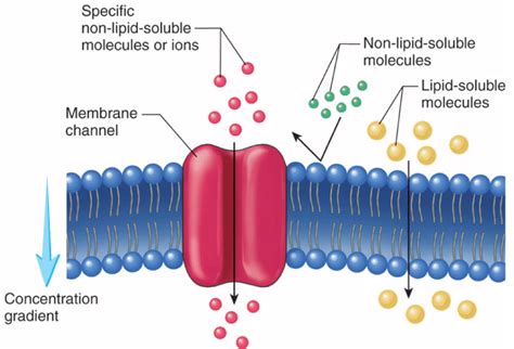 Outer Membrane Permeability And Antibiotic Resistance