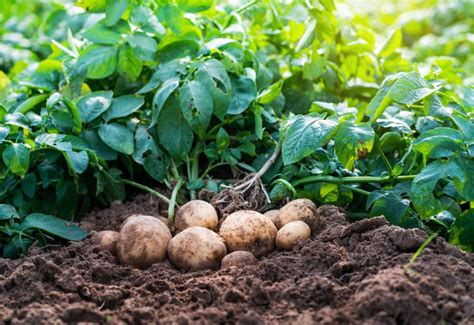 Inheemse En Uitheemse Plante Weet