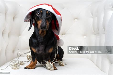 귀여운 개 닥 스 훈 트 검정과 황갈색 산타 모자를 착용 하 고 새 해의 화 환 크리스마스를 위한 준비에 싸여 하얀 안락의 자에 앉는 다 12월에 대한 스톡 사진 및 기타