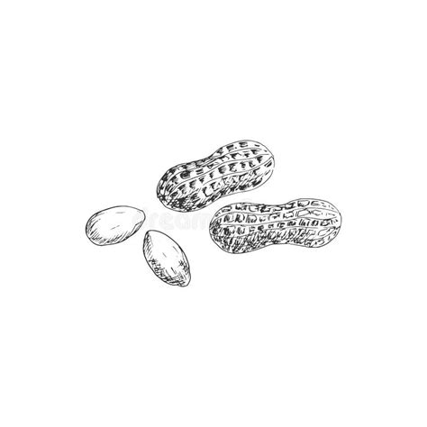 Groundnut Kernels Stock Illustrations 178 Groundnut Kernels Stock