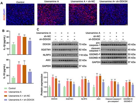 Usenamine A Triggers Nlrp3caspase 1gsdmd Mediated Pyroptosis In Lung