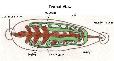 Hirudinea Leech Anatomy