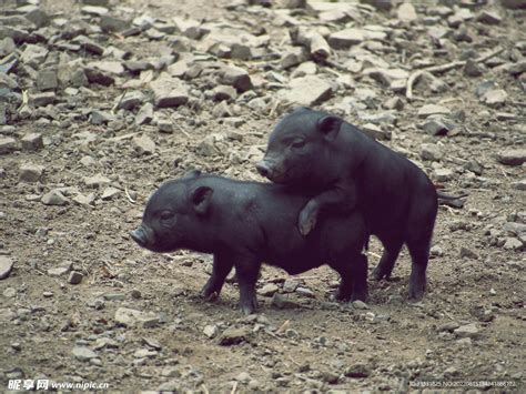 猪 摄影图 家禽家畜 生物世界 摄影图库 昵图网