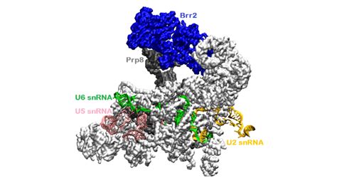Yeast Activated B Act Spliceosome 79 Pdb Id 5lqw Cryo Electron