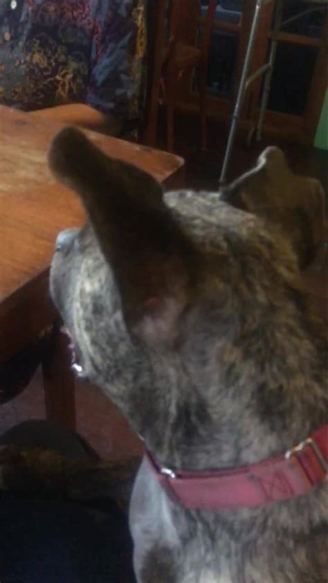 Arthur The American Bully Home Facebook