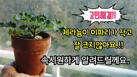 Pelargonium 제라늄 이파리가 작고 잘 크지않아요 왜 그럴까요 좋을씨고가 속시원하게 알려드려요 Youtube