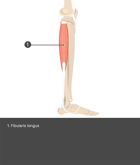 Peroneus Longus Muscle
