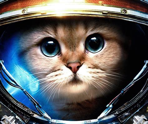 Spacecat Hd Desktop Wallpaper Hd Wallpapers