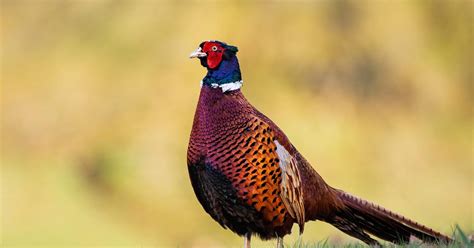 Pheasant Nesting Behaviour Eggs Location Faqs Birdfact