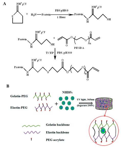Inclusion Of Cross Linked Elastin In Gelatinpeg Hydrogels Favourably Influences Fibroblast