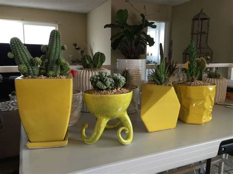 Crazy Cactus Lady