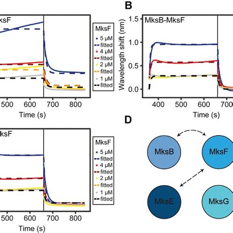 Mksf Is The Interaction Hub Of The Mksbefg Complex Bio Layer