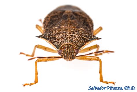 Hemiptera Heteroptera Pentatomidae Podisus Maculiventris Spined Soldier