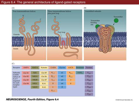 Ppt Figure 6 1 Examples Of Small Molecule And Peptide Neurotransmitters Powerpoint