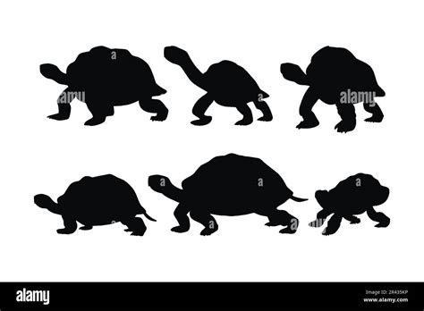 Tortoise Walking In Different Positions Silhouette Set Vector Big