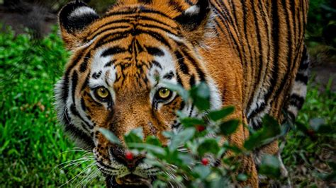 Eye Of The Tiger Youtube
