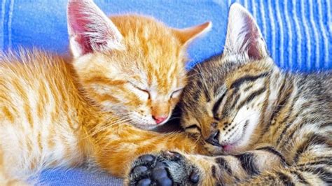 The Meaning Of Kitten Dreams Exploring The Power Of Curiosity And Play