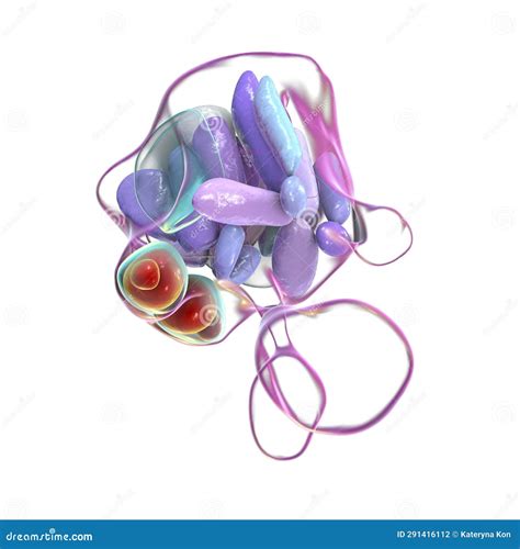 Hypothalamic Nuclei 3d Illustration Stock Illustration Illustration