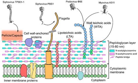 Viruses Special Issue Phage Host Interactions