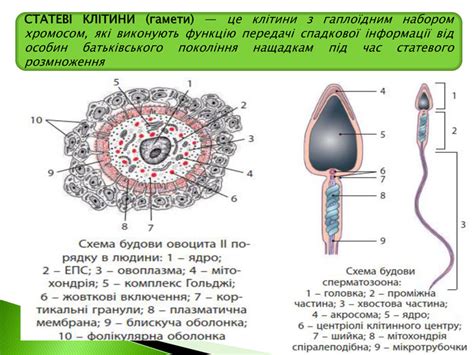 Презентація Статеві клітини Особливості гаметогенезу у людини
