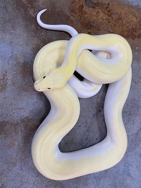 Best Burmese Python Posts Reddit