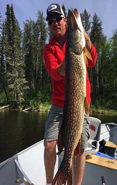 Giant Northern Pike