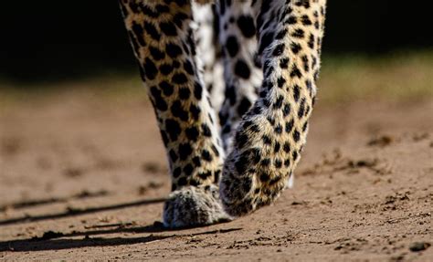 Leopard Tranquilized After Three Days Of Panic In Assams Nagaon Town