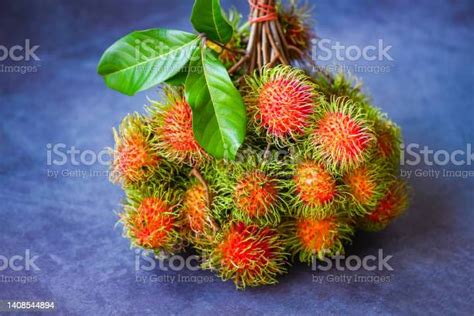 정원 Rambutan 나무에서 어두운 배경 수확에 람부탄 과일 신선하고 잘 익은 람부탄 달콤한 열대 과일 껍질을 벗긴 람부탄과