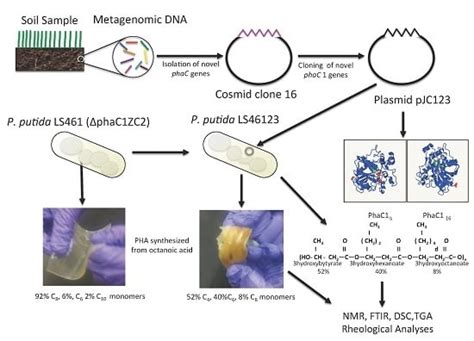 Applied Sciences Free Full Text Synthesis And Physical Properties Of Polyhydroxyalkanoate