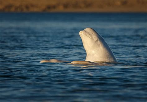 Getting To Know The Arctics Whales Wwf Arctic