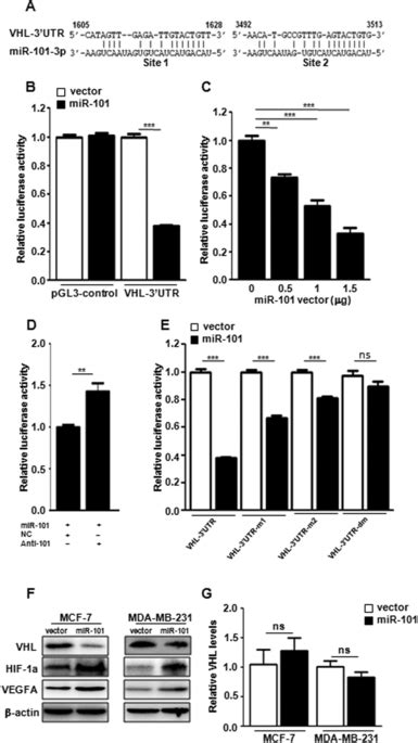 VHL Is A Direct Target Of MiR 101 A Two Putative Binding Sites Of