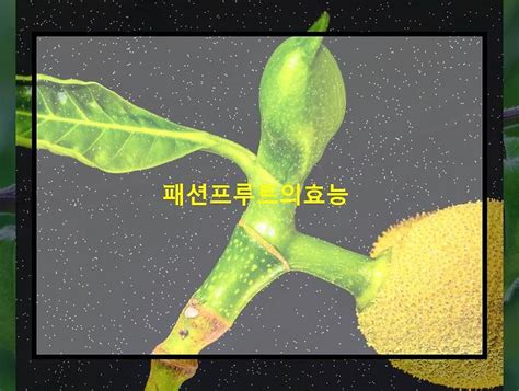 패션프루트의효능 건강에 미치는 놀라운 영향 5가지