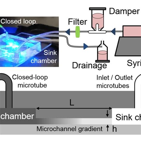 A Schematic Diagram Of The Experimental Setup A Microfluidic Chip With