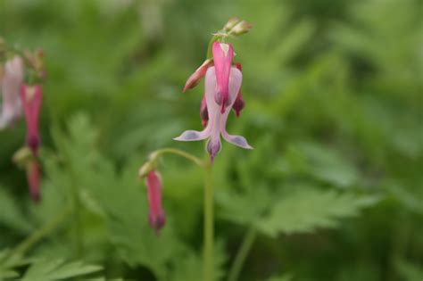 Dicentra Eximia New Moon Nursery