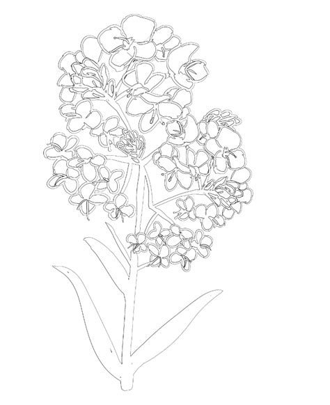 線画になった菜の花のイラスト イラスト 菜の花 可愛いイラスト