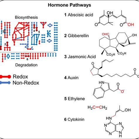 Redox Associated Reactions Are Essential To Several Classes Of Download Scientific Diagram