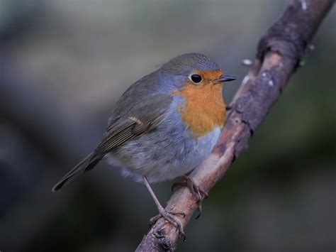 Premium Photo European Robin Erithacus Rubecula