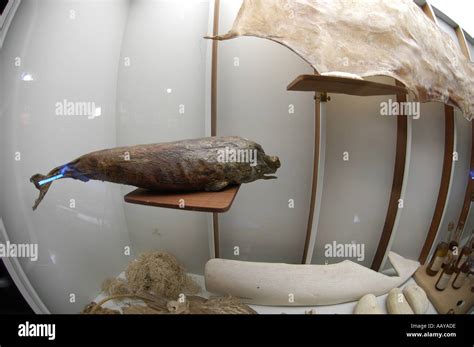 Sperm Whale Fetus Old Whaling Factory Now A Sperm Whale Museum With