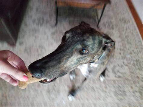 He Need It To Grow To Maximum Lemgth Rlongboyes