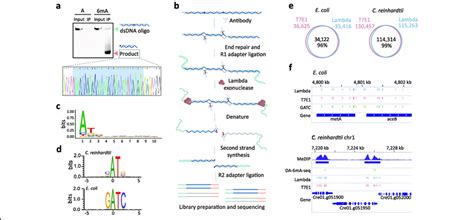 Exonuclease Facilitated Mm Seq And Its Application In Multiple