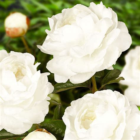 Peony Elsa Sass Herbaceous Order Online In Eu Directly From The