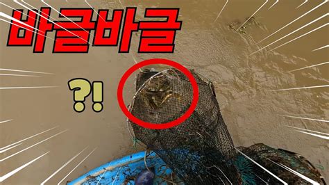 흙물은 사기입니다 통발 하나에 바글바글 미친 듯이 들어가있네요 ㄷㄷ Youtube