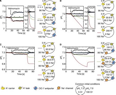 Regulation Of Lysosomal Ph In The Absence Of V Atpases Time Dependent