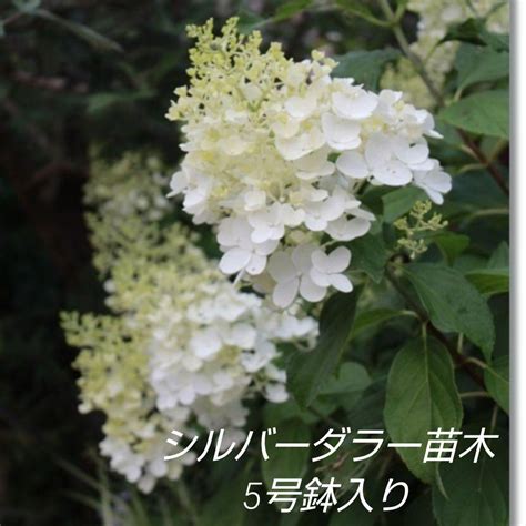 紫陽花 苗木ノリウツギピラミッドアジサイ5号鉢入り メルカリ