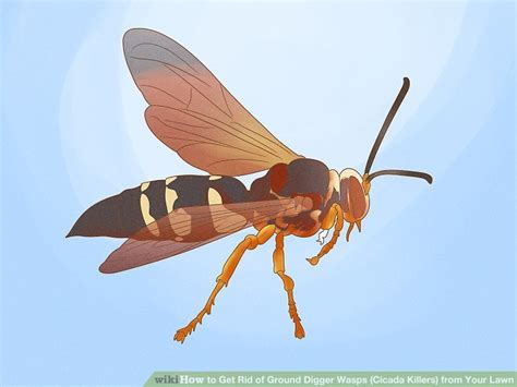How To Get Rid Of Ground Digger Wasps Cicada Killers From Your Lawn