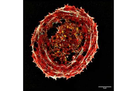 Researchers Achieve High Speed Super Resolution Imaging With A Large Field Of View Shunlongwei