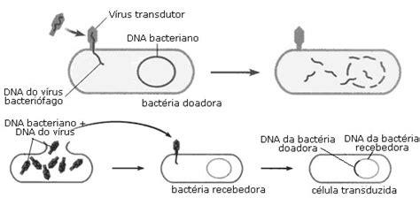 Formas De Reprodução Das Bactérias Mandg