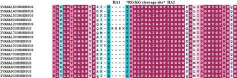 Multiple Sequence Alignment Of Consensus Sequences From 17 Influenza A