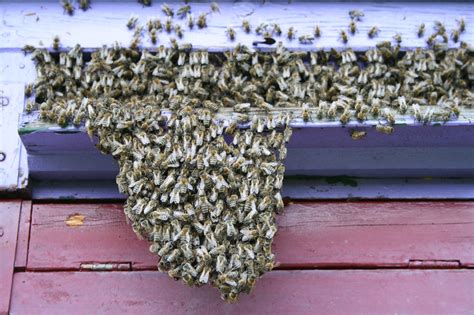 Kranjska čebela Genska Banka